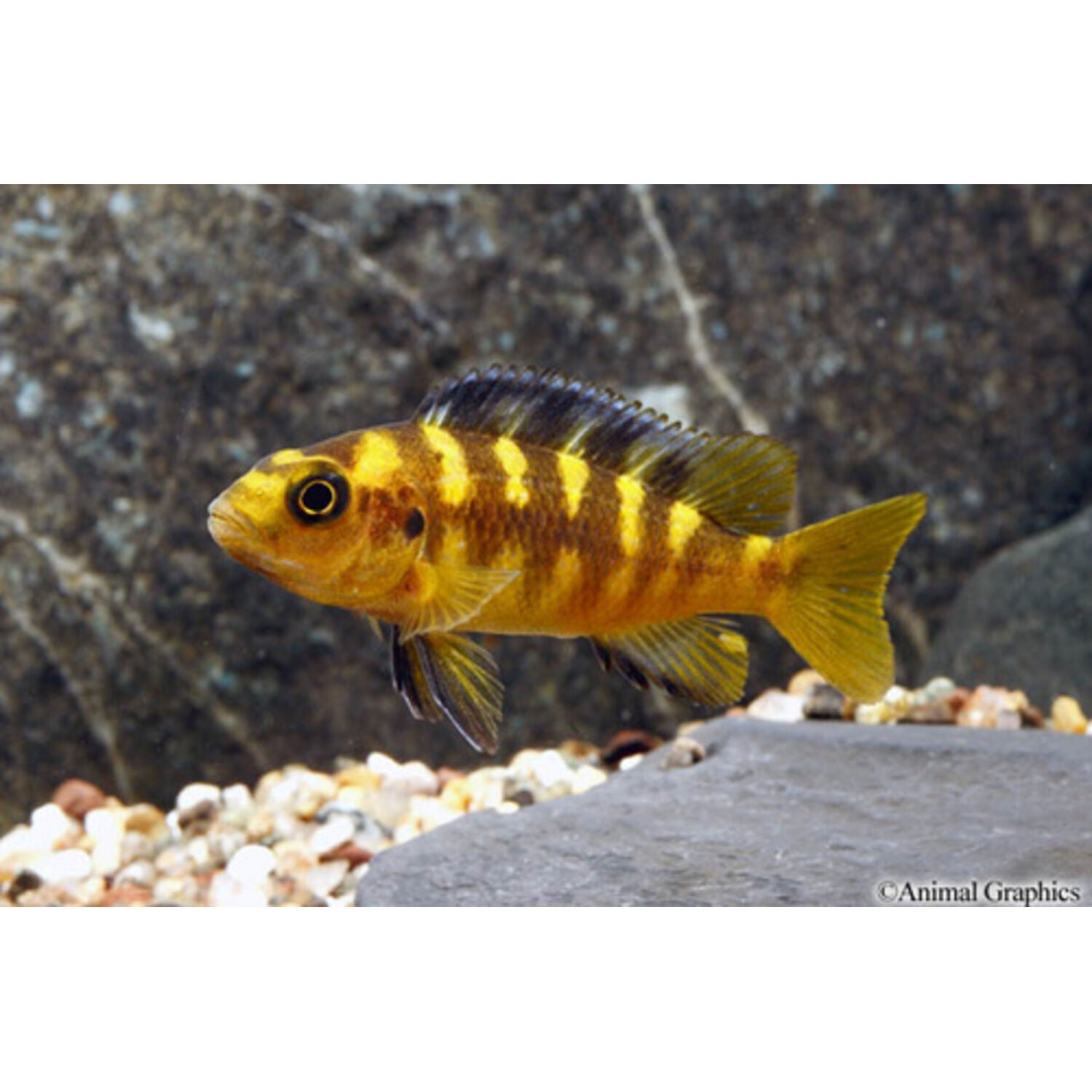 Bumblebee Maylandia Ornatus Cichlid Regular | Pet Supermarket