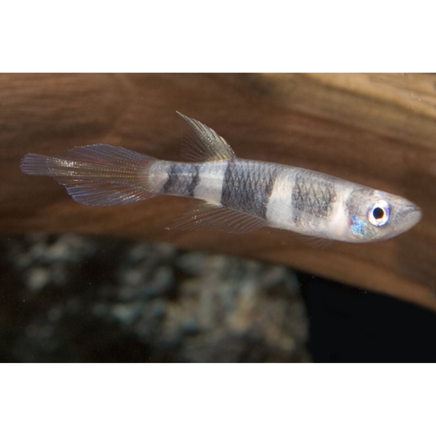 Clown Killie Regular | Pet Supermarket