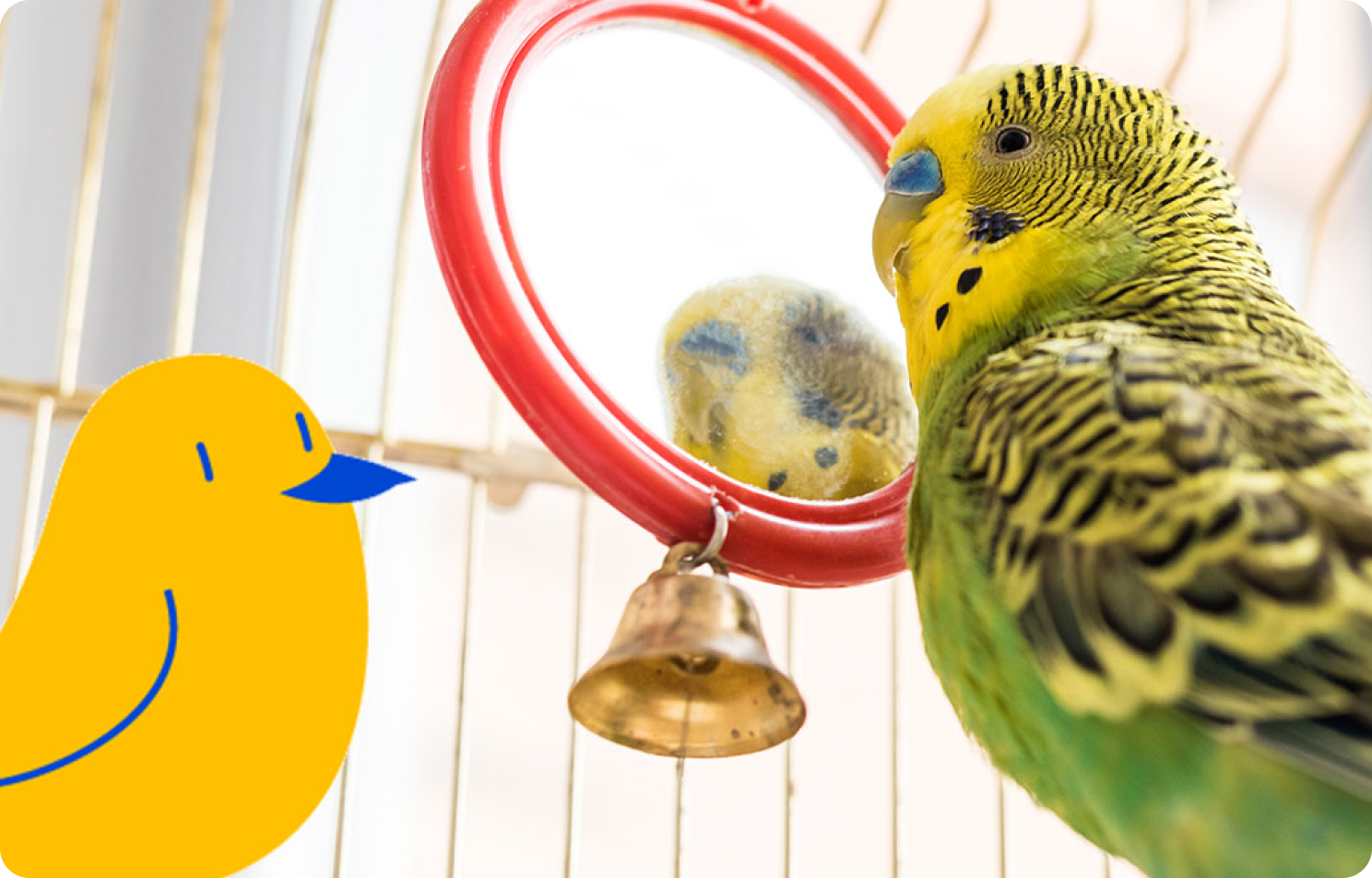 Pet Owner Guide to Caring for a Bird | Pet Supermarket