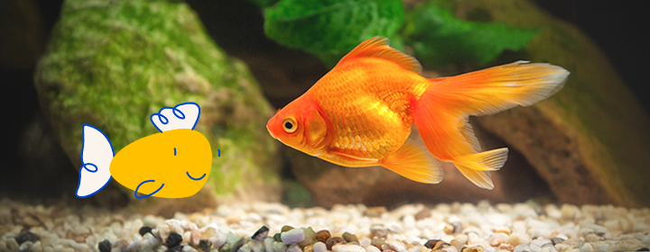 Pet Fish For Sale: Cichlids, Bettas, Goldfish! - Pet Supermarket