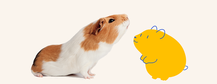 Live Small Pets for Sale - Pet Supermarket