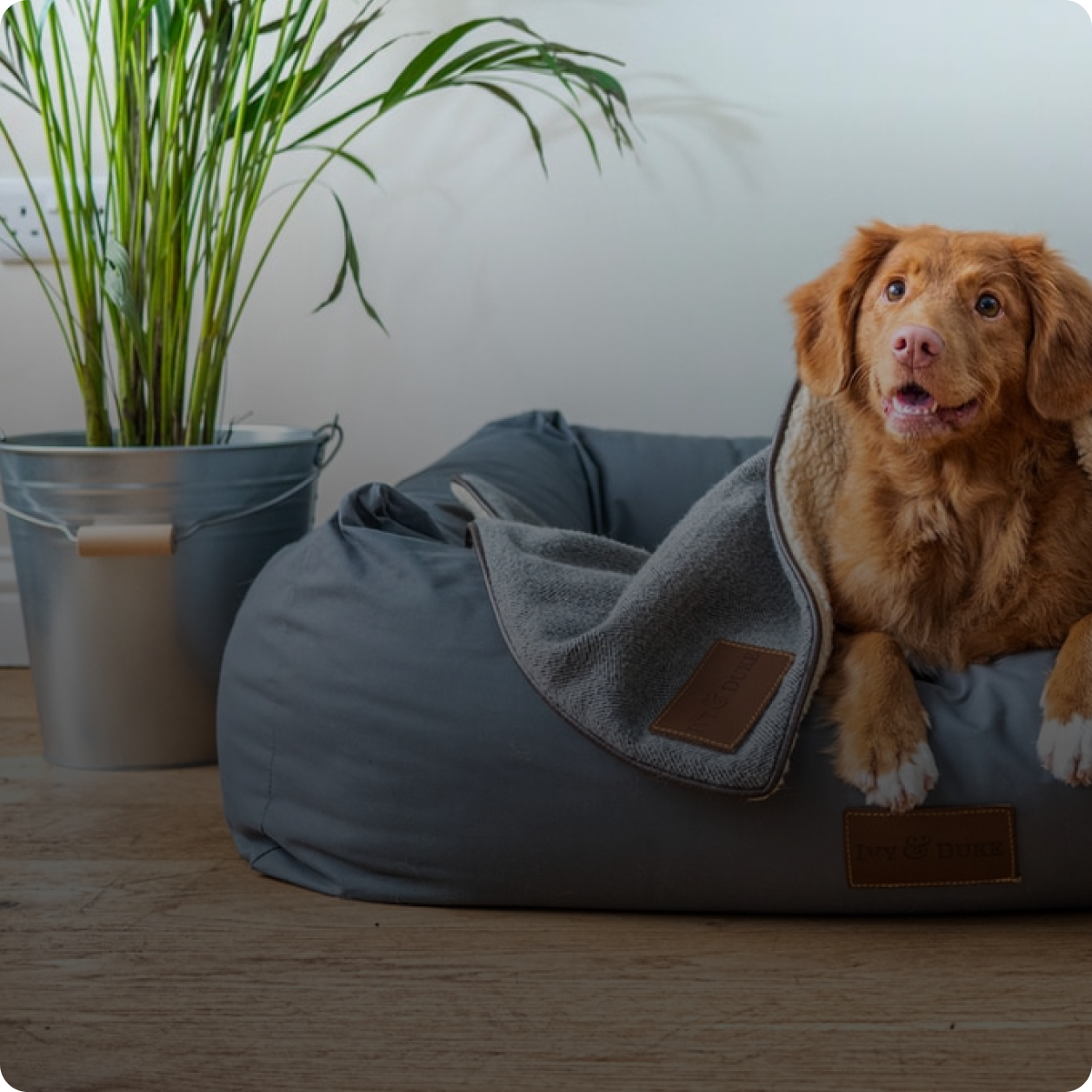 Hurricane Preparedness | Pet Supermarket