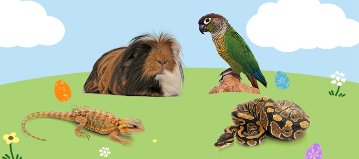 Small Pets for Sale | Pet Supermarket