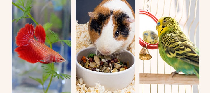 Small Pets for Sale | Pet Supermarket