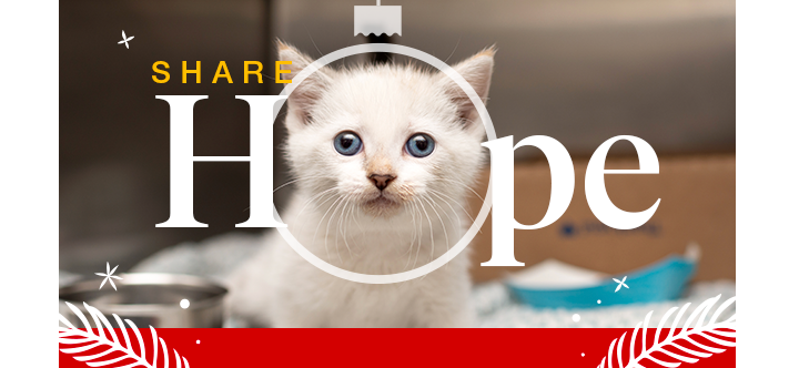 Holiday Shop | Pet Supermarket