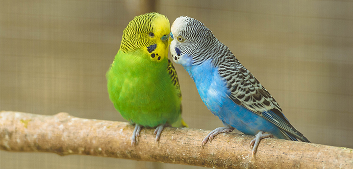 Buy Pet Birds: Canaries, Cockatiels, Parakeets! - Pet Supermarket