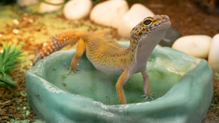 Pet Turtles, Snakes, Reptiles For Sale! - Pet Supermarket