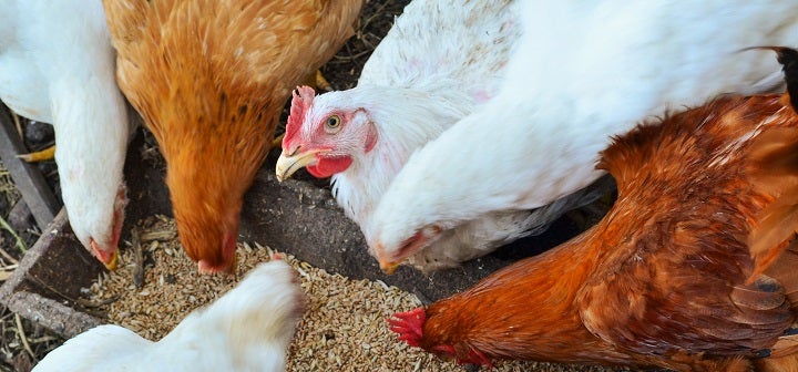 Farm Animal Feed & Supplies - Pet Supermarket