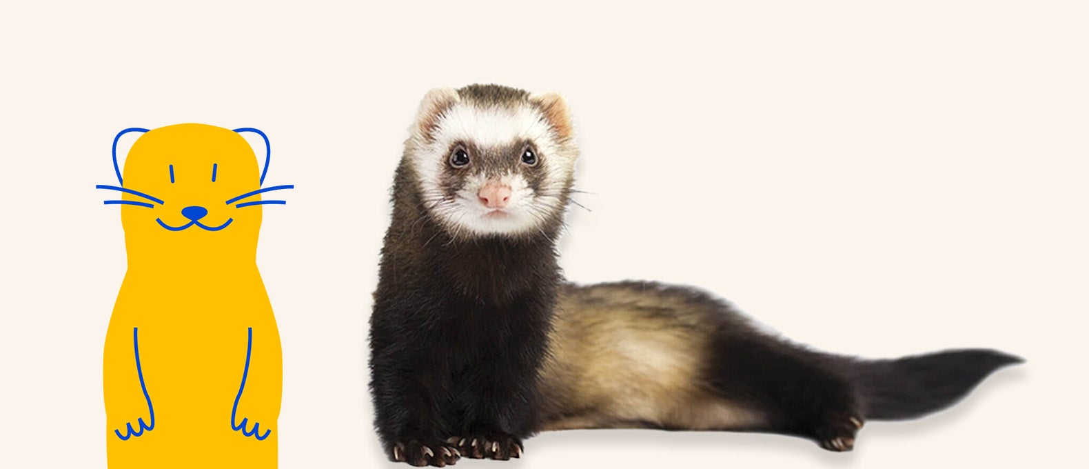 Small Pets: Ferrets, Hamsters, Rabbits! - Pet Supermarket