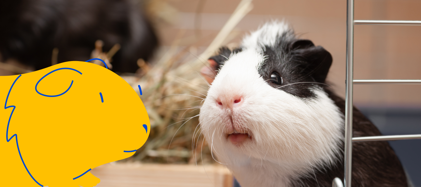 Small Pet Food & Supplies - Pet Supermarket