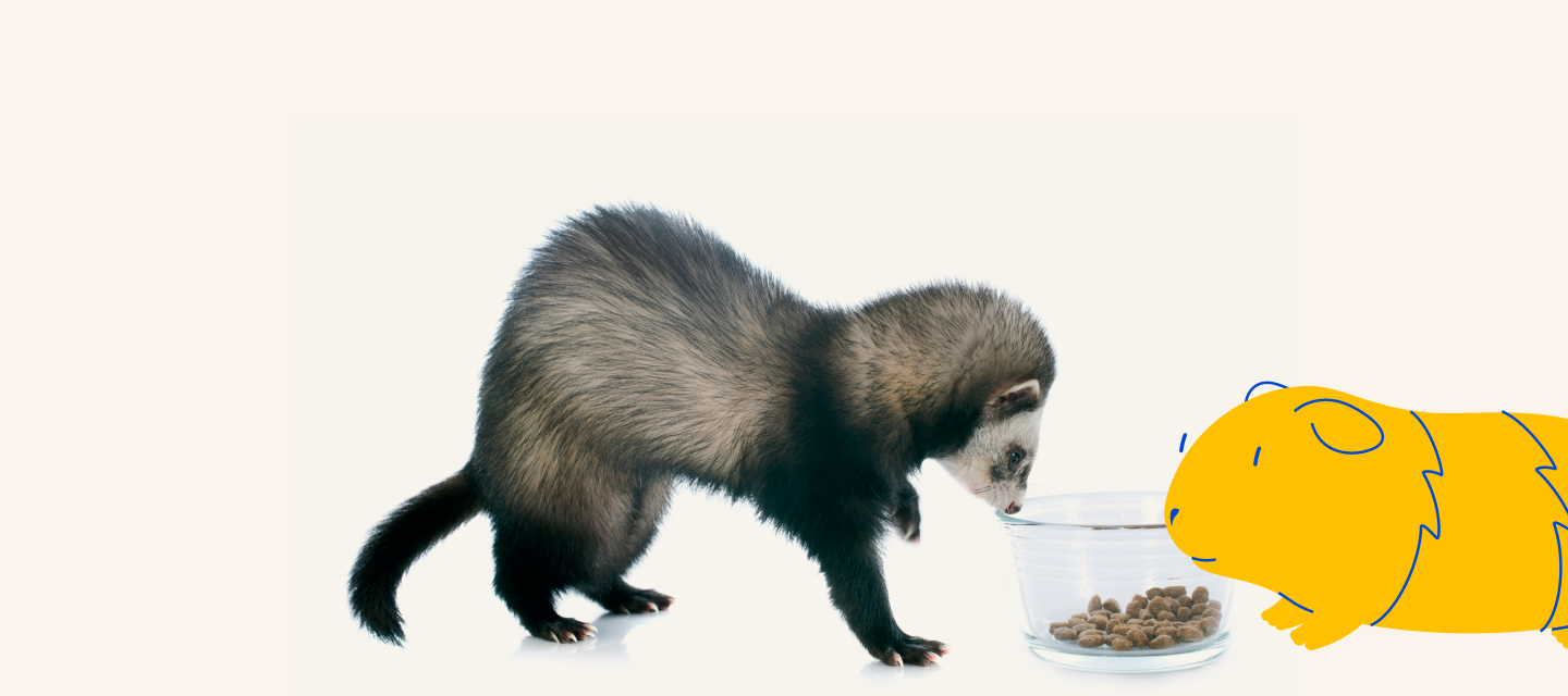 Small Pet Food, Treats & Hay Supplies - Pet Supermarket