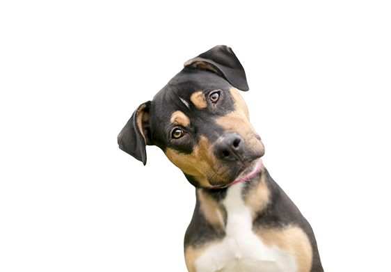 High-Quality & Healthy Dog Foods - Pet Supermarket